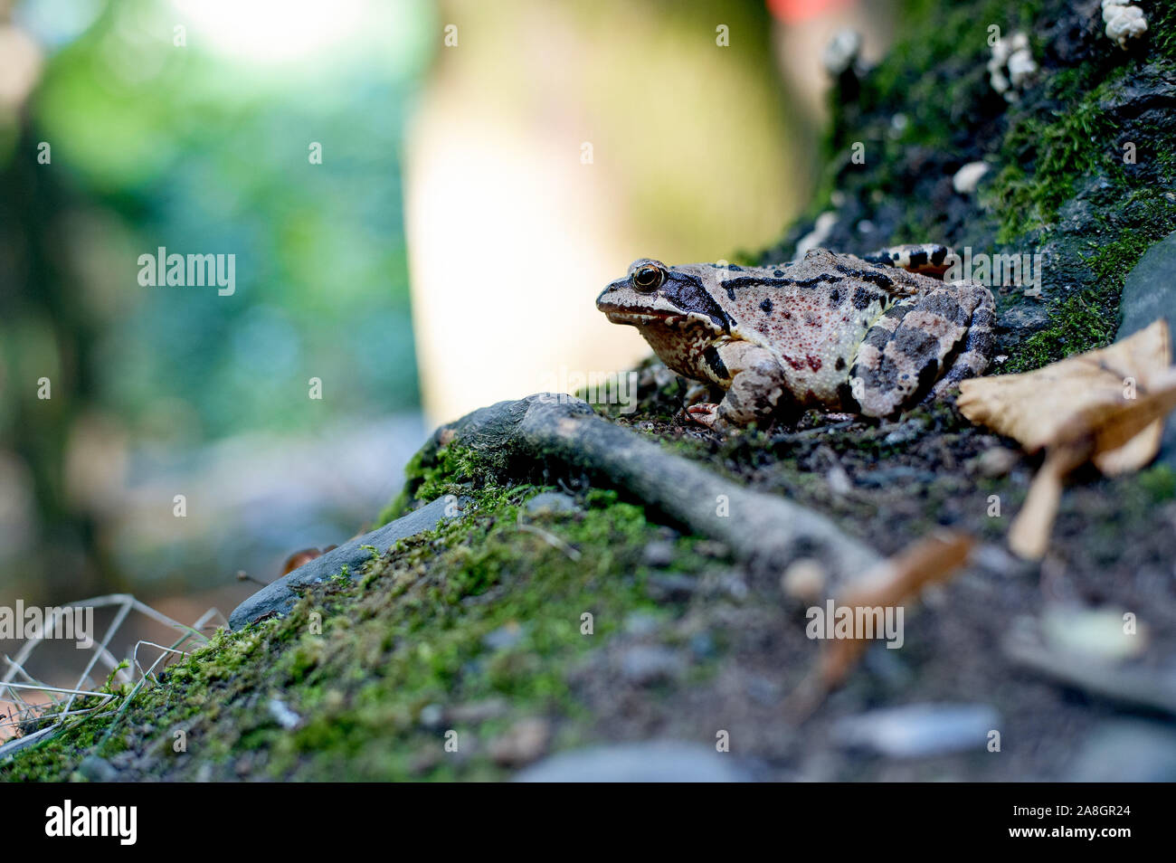 Closeup brown european frog hi-res stock photography and images - Alamy