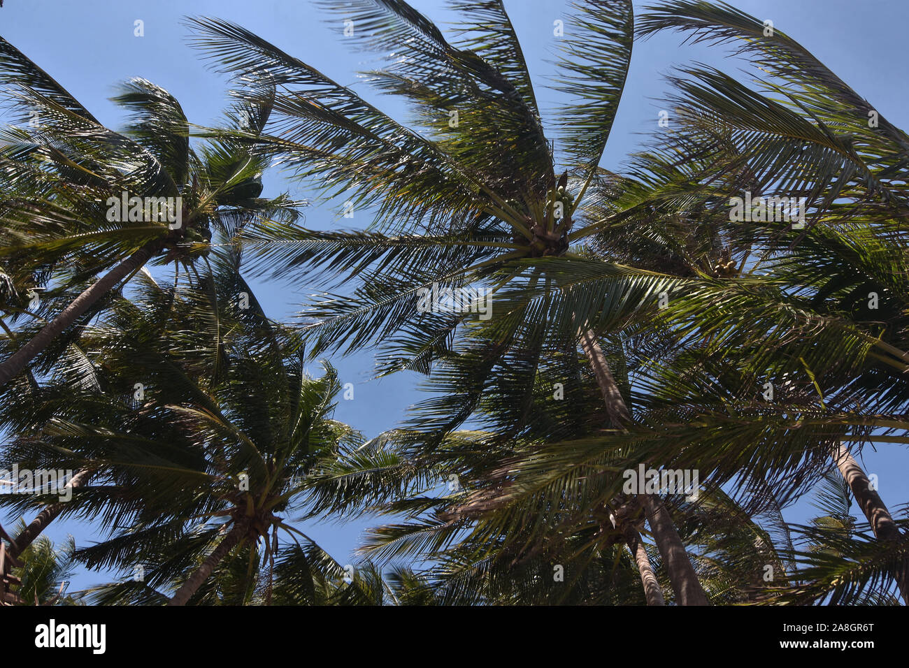 Coconut tree near ocean, high wind near ocean Stock Photo - Alamy