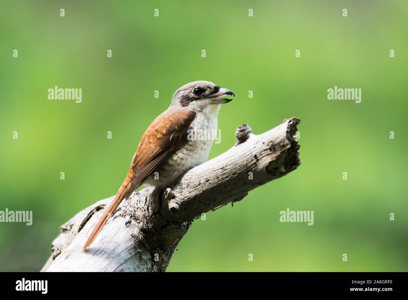 Tiger Shrike