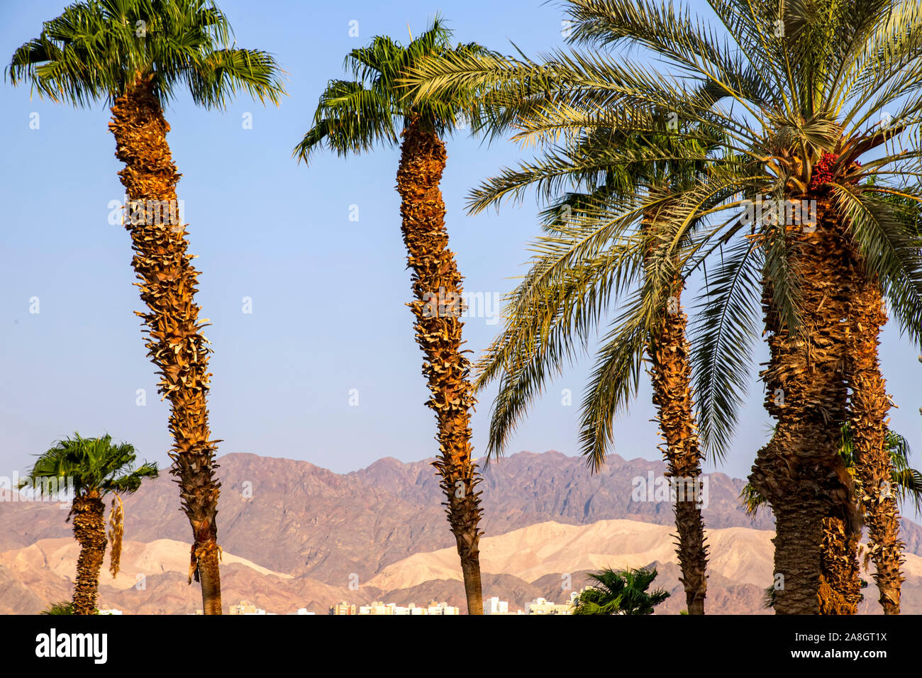 Side view of colorful mountains of Eilat though palm trees. Israel ...