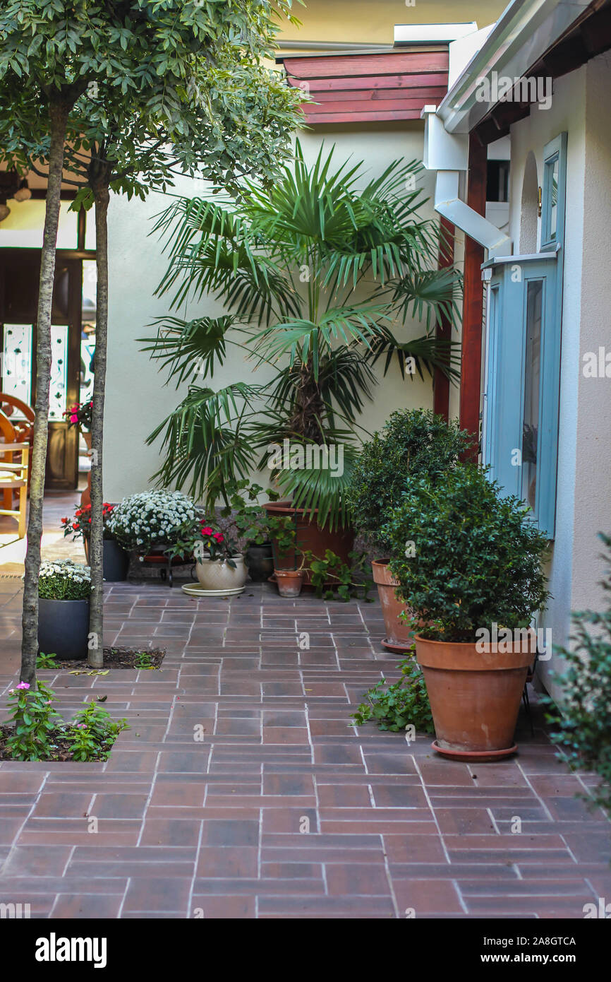 Asian palm hi-res stock photography and images - Alamy