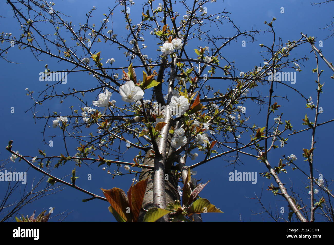 Bella foresta hi-res stock photography and images - Alamy