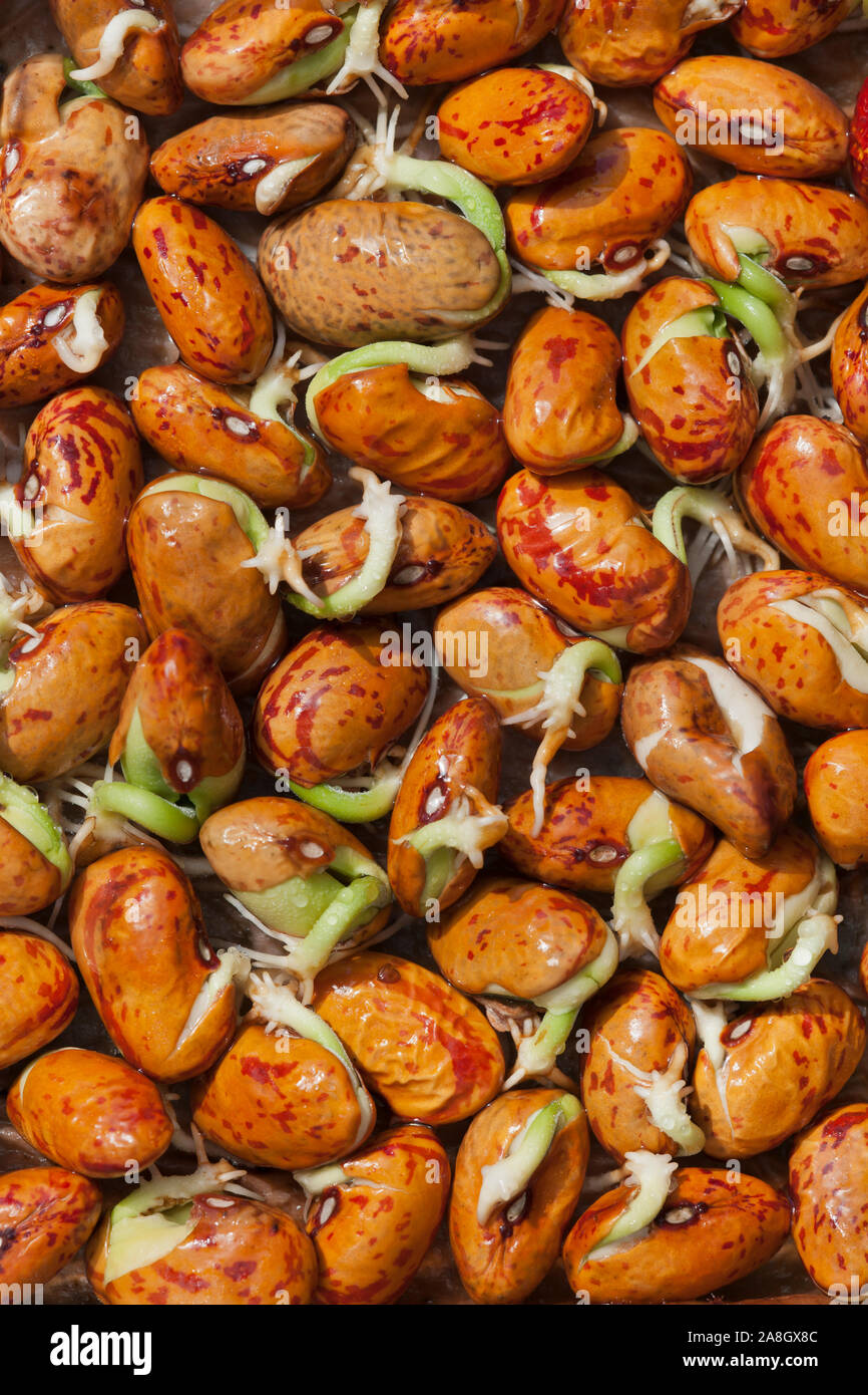 red French bean bariotto lingua di fuoco sprouts Stock Photo - Alamy