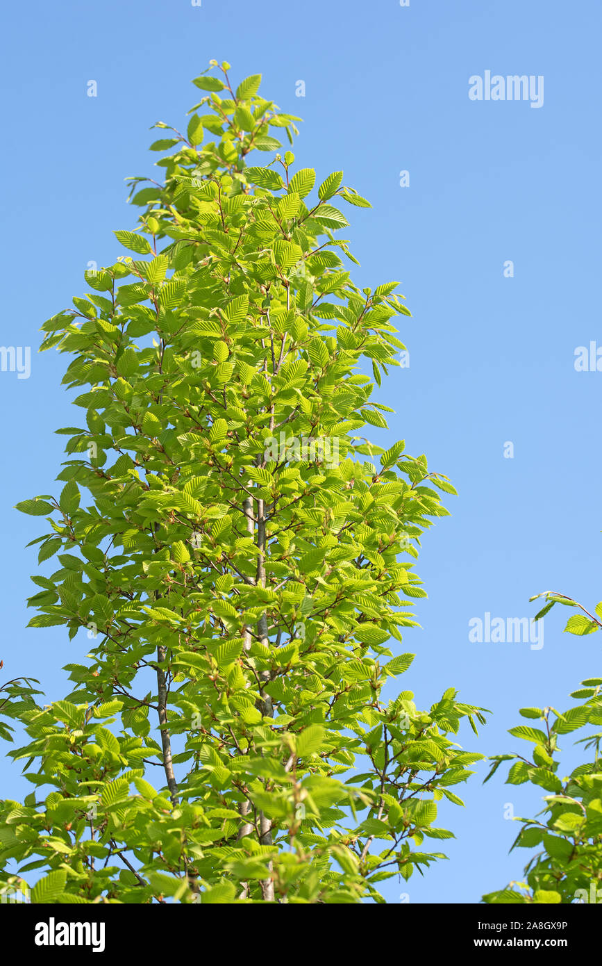 Hop tree hi-res stock photography and images - Alamy