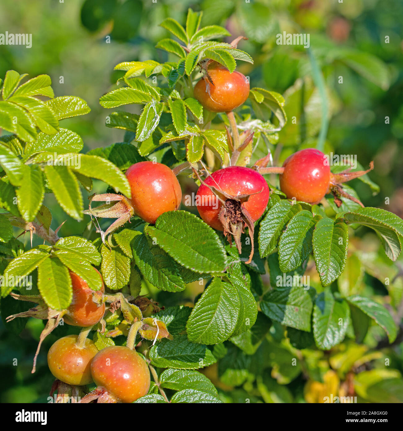 Ripe fruits of potato rose, rosa rugosa Stock Photo - Alamy