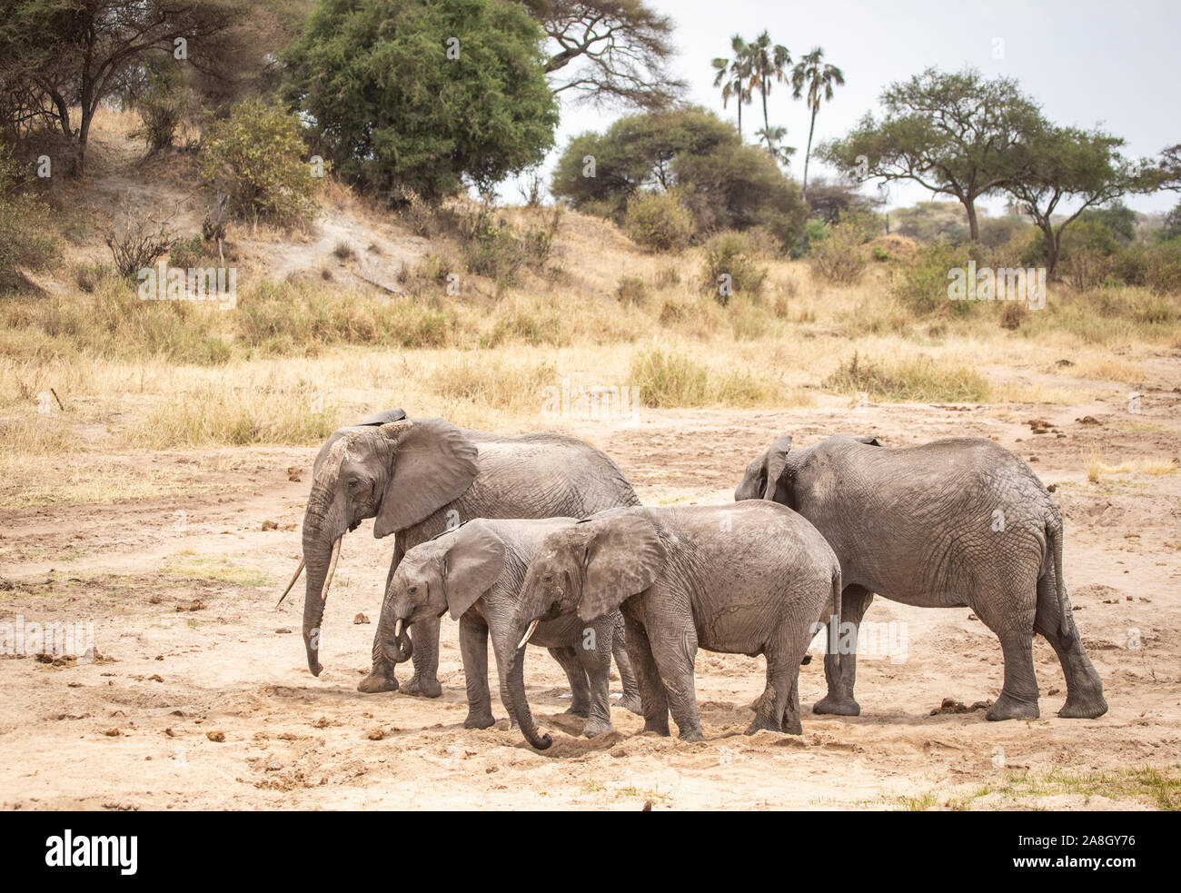 african elephant in a nature reserve in Tanzania Stock Photo - Alamy