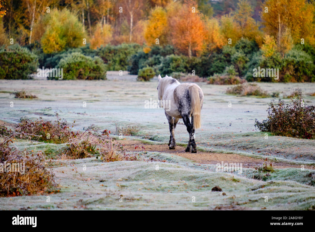 New forest brockenhurst village hi-res stock photography and images - Alamy