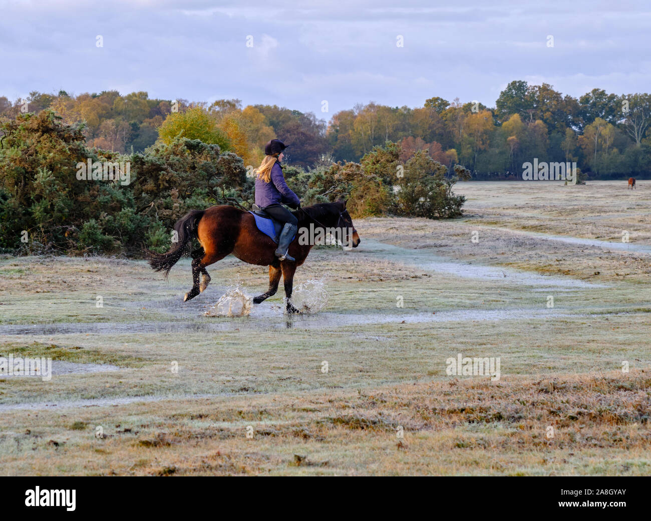 Brockenhurst, Hampshire, UK. 9th November 2019. On a frosty autumn ...