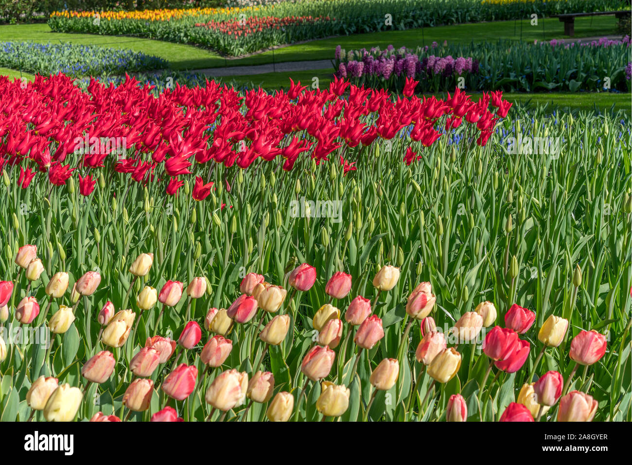 Multi head daffodil hi-res stock photography and images - Alamy