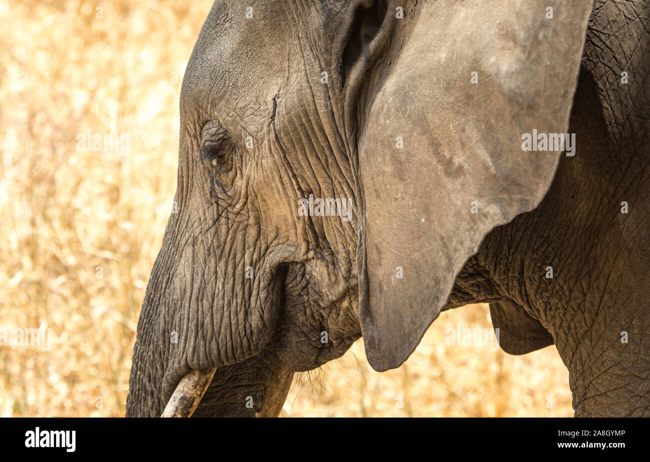 african elephant in a nature reserve in Tanzania Stock Photo - Alamy