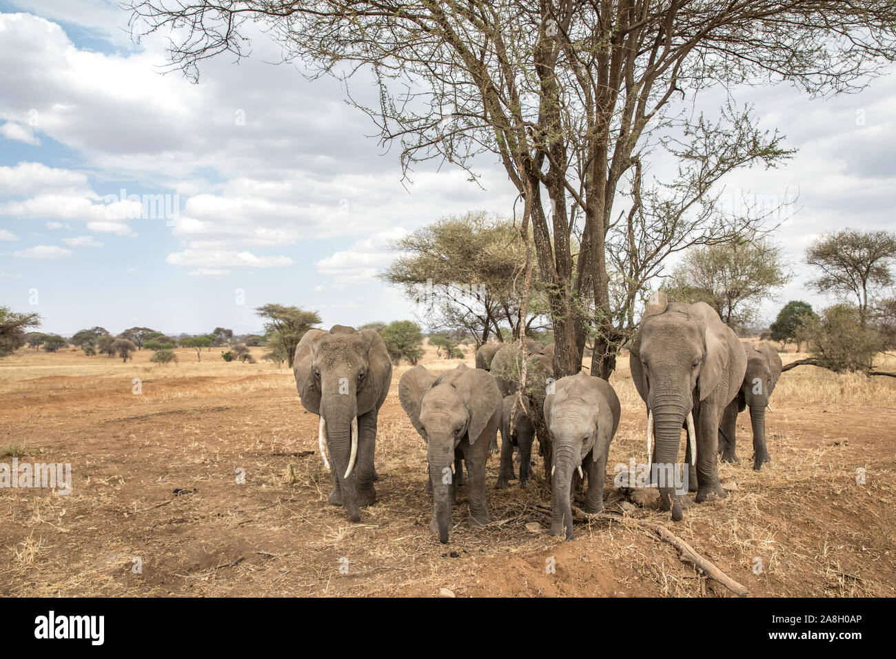 african elephant in a nature reserve in Tanzania Stock Photo - Alamy