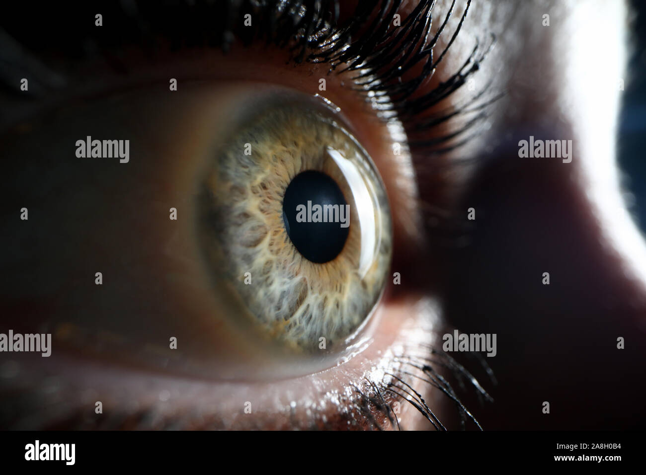 Human Green Eye High Resolution Stock Photography and Images - Alamy