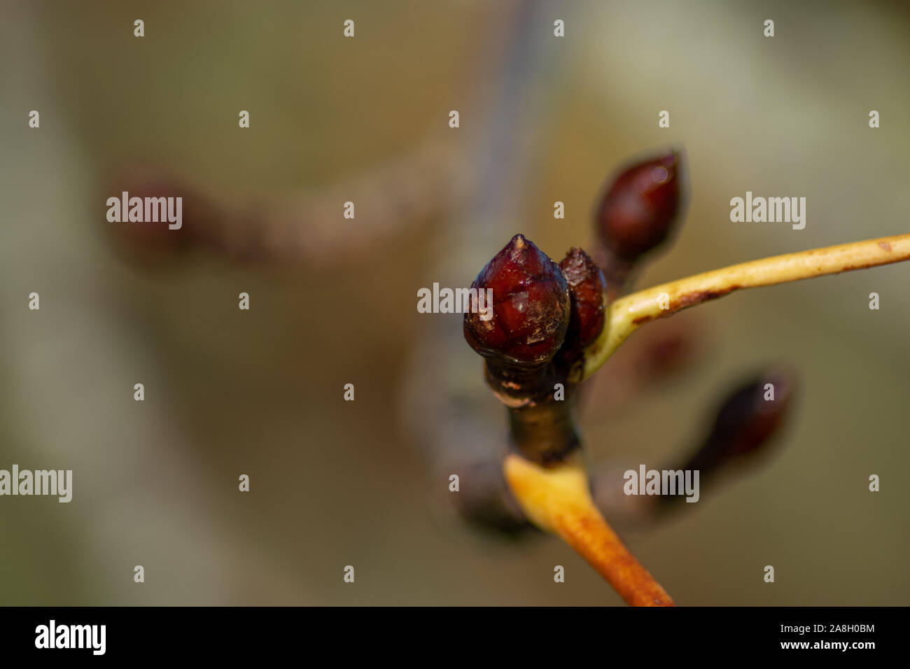Buds on a tree hi-res stock photography and images - Alamy