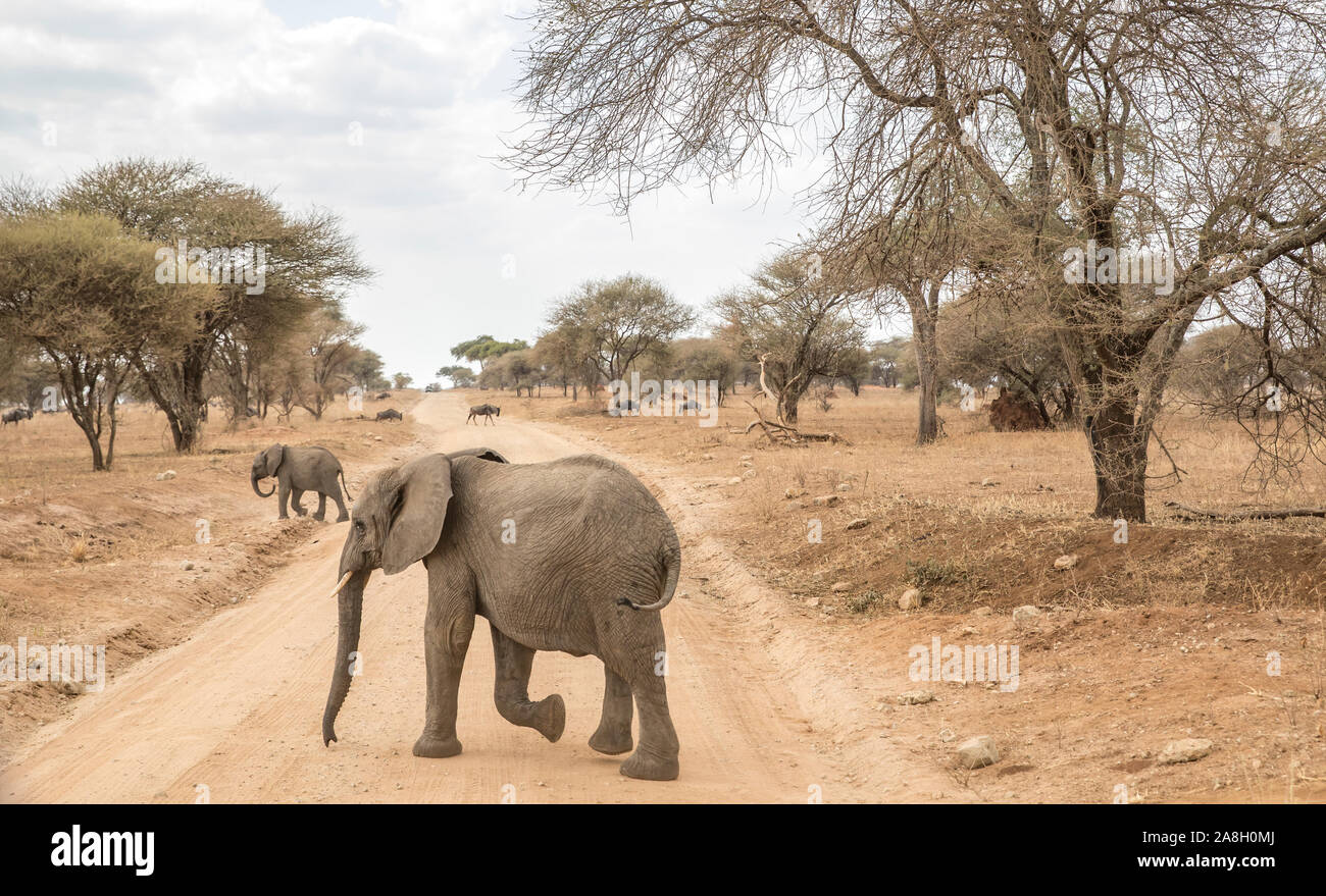 african elephant in a nature reserve in Tanzania Stock Photo - Alamy