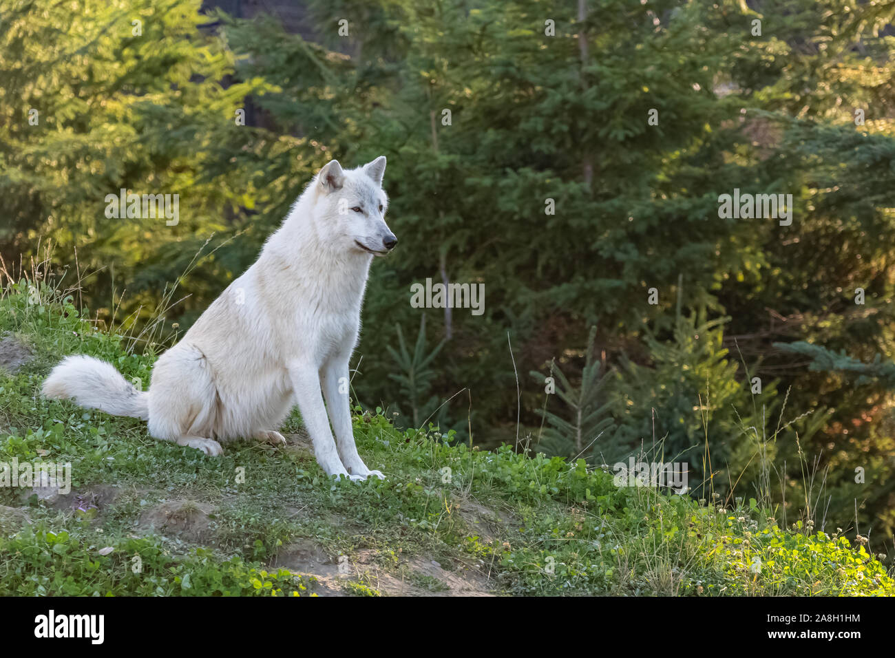 Arctic wolf standing in the forest in Canada, portrait Stock Photo - Alamy