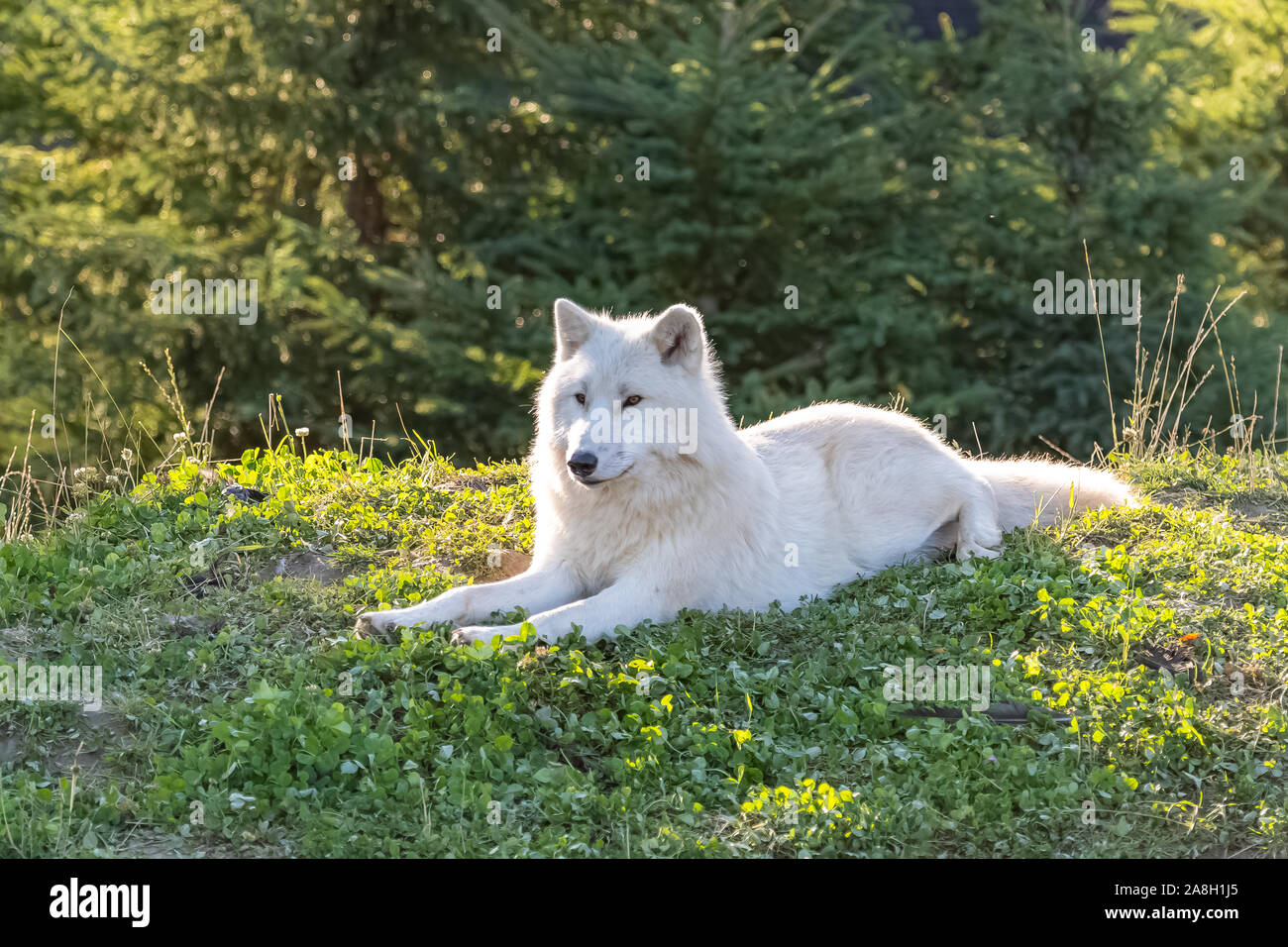 Arctic wolf standing in trees hi-res stock photography and images - Alamy