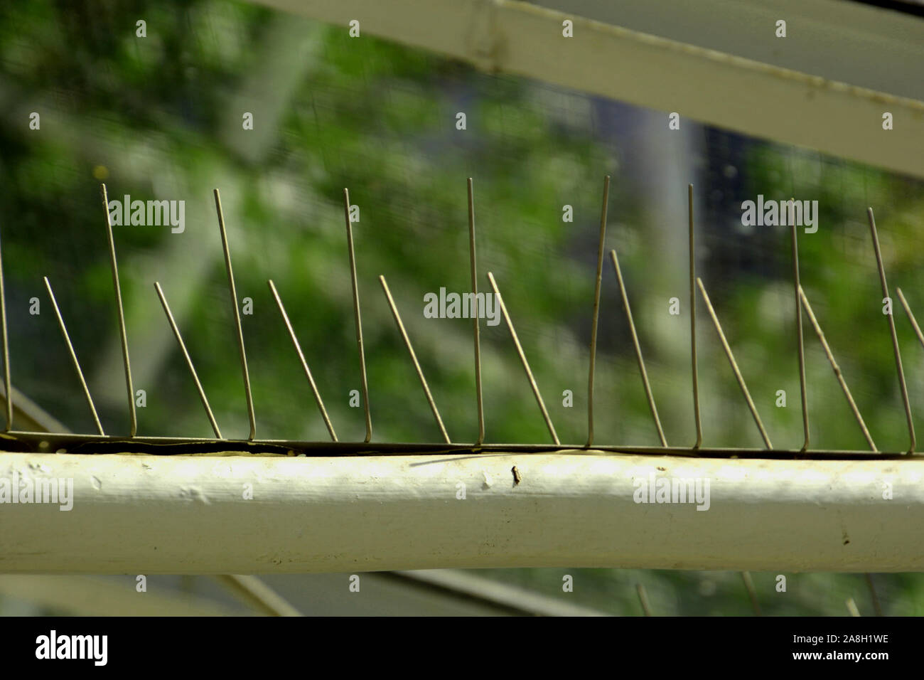 close-up of bird spikes under a glass roof top, metal bird spikes as ...