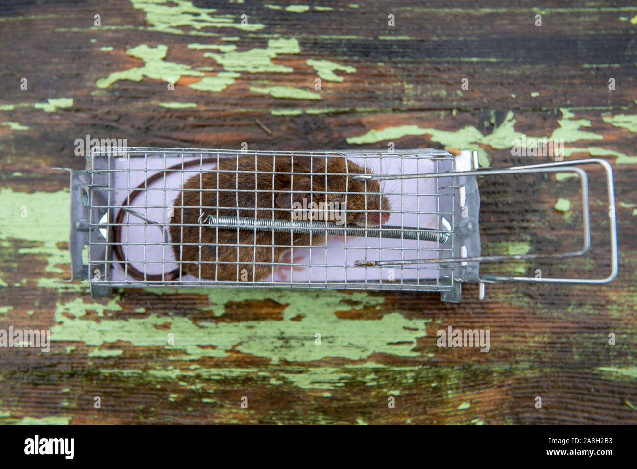 Live mouse trap hi-res stock photography and images - Alamy