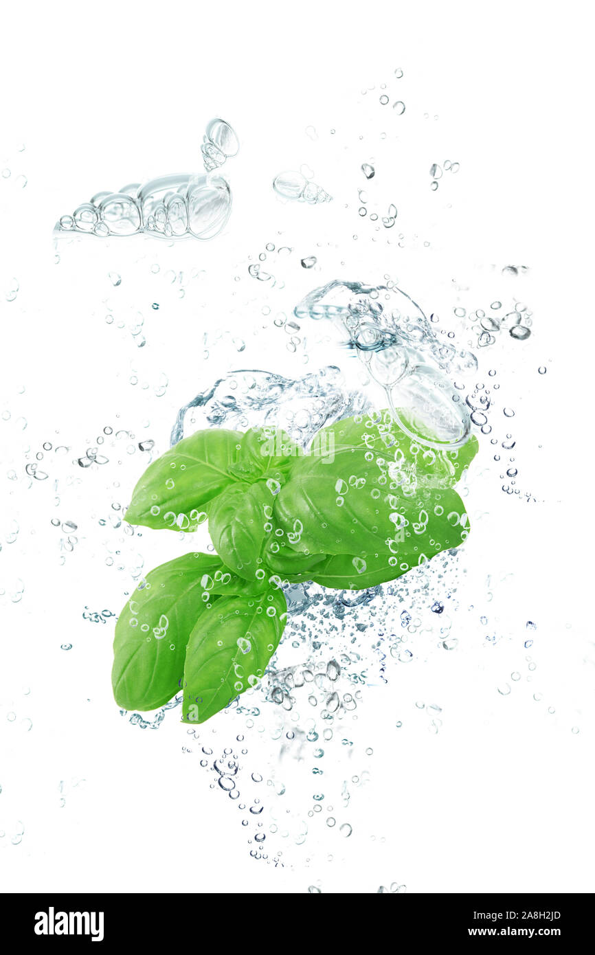 Fresh basil falling in pure water Stock Photo - Alamy