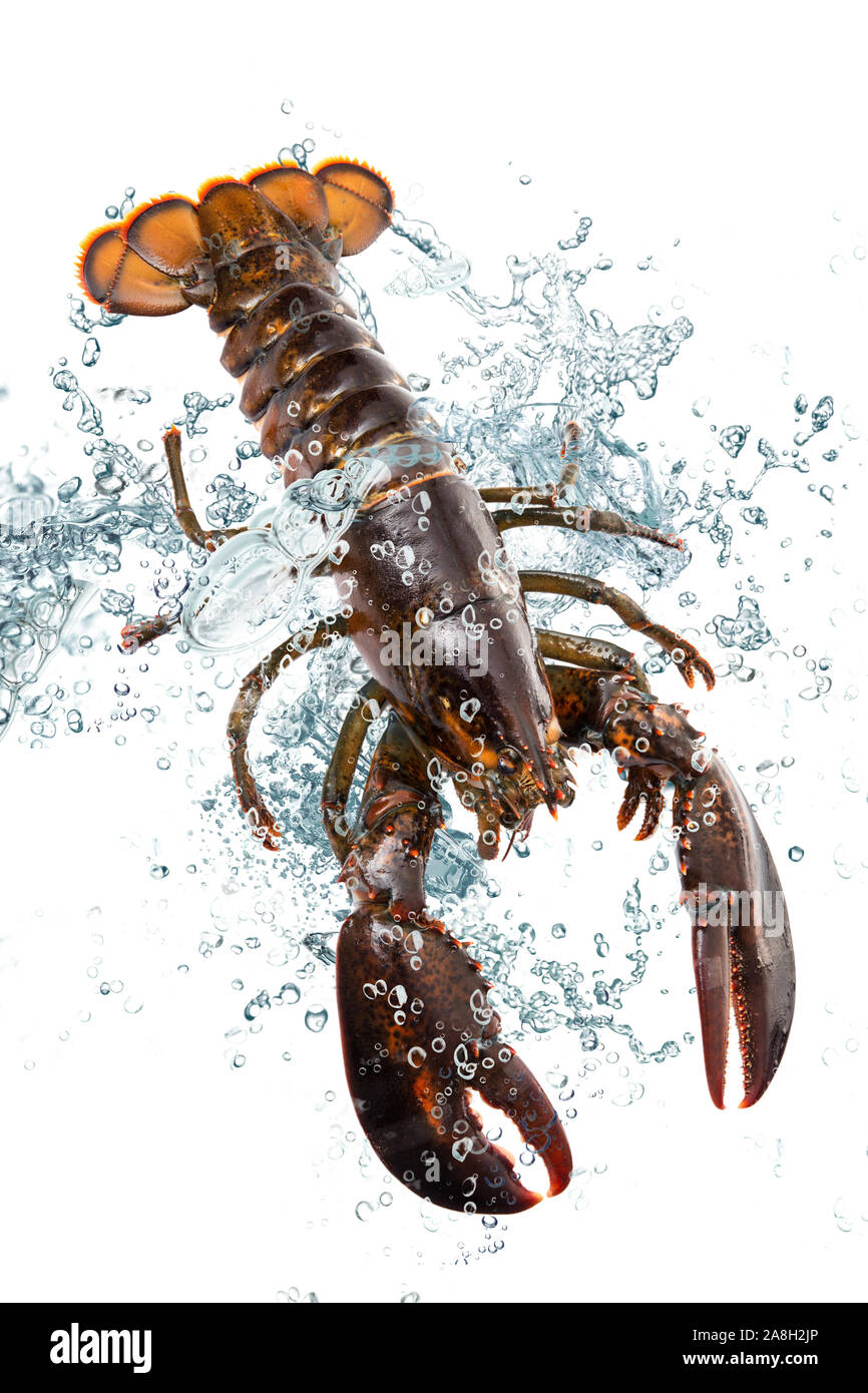 fresh common lobster falling in water Stock Photo - Alamy