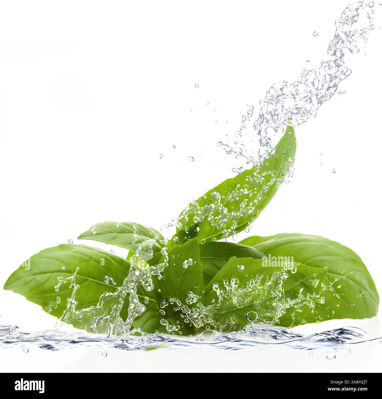Fresh basil falling in pure water Stock Photo - Alamy