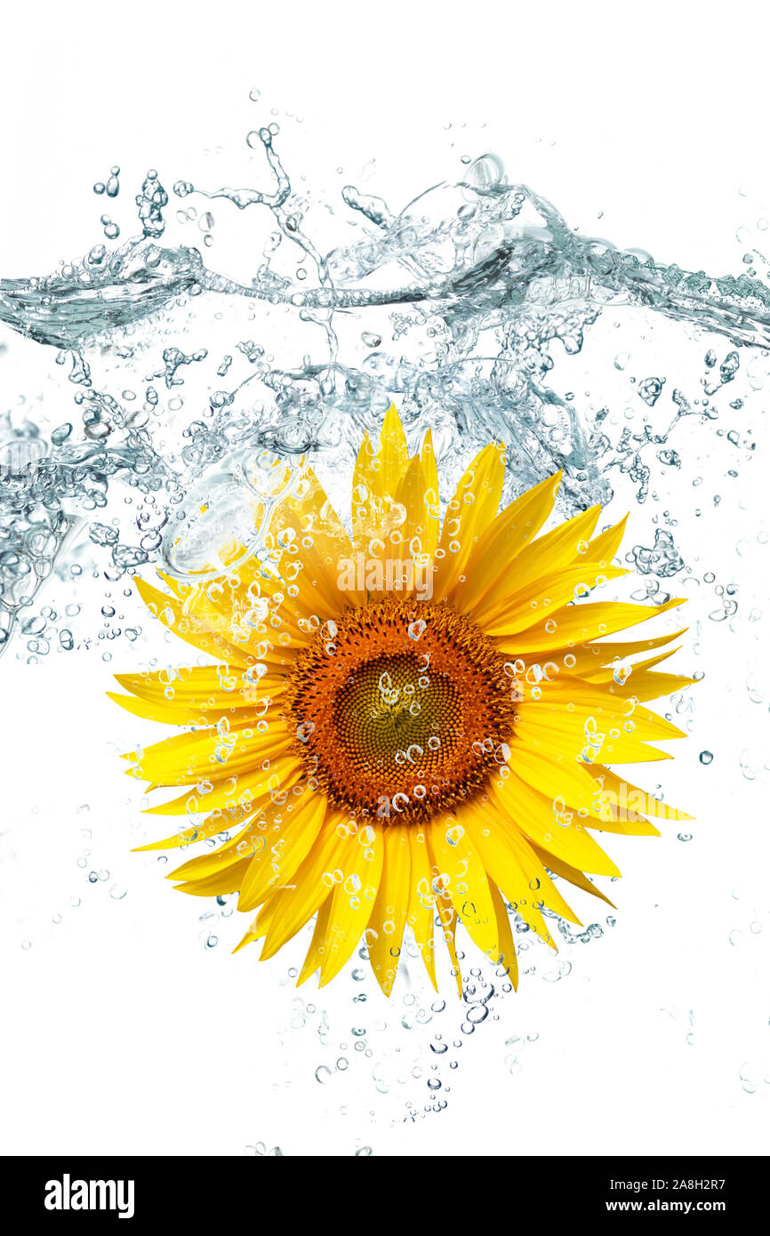 fresh sunflower falling in water Stock Photo - Alamy