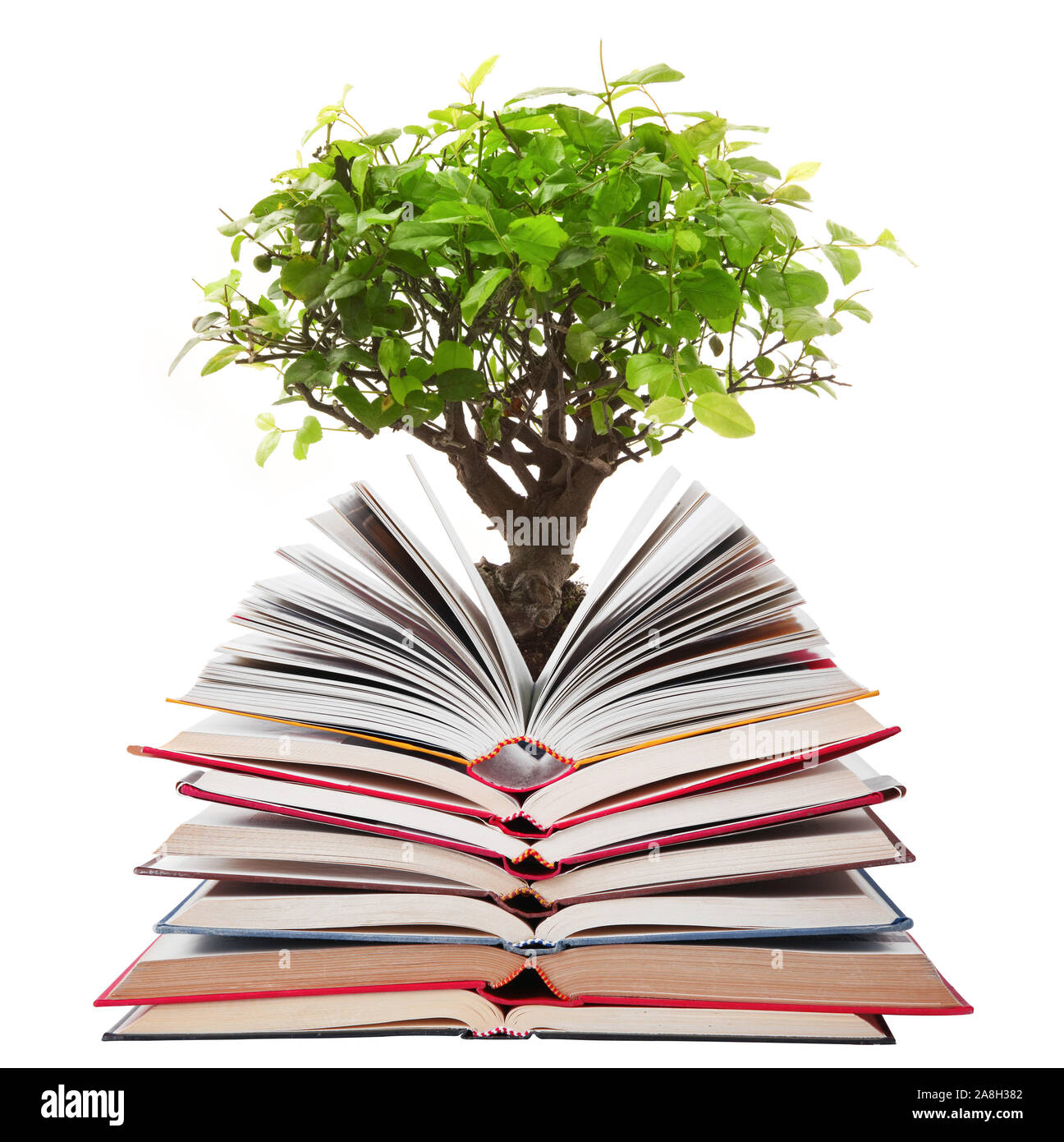 Stack of open books with tree on white background Stock Photo - Alamy