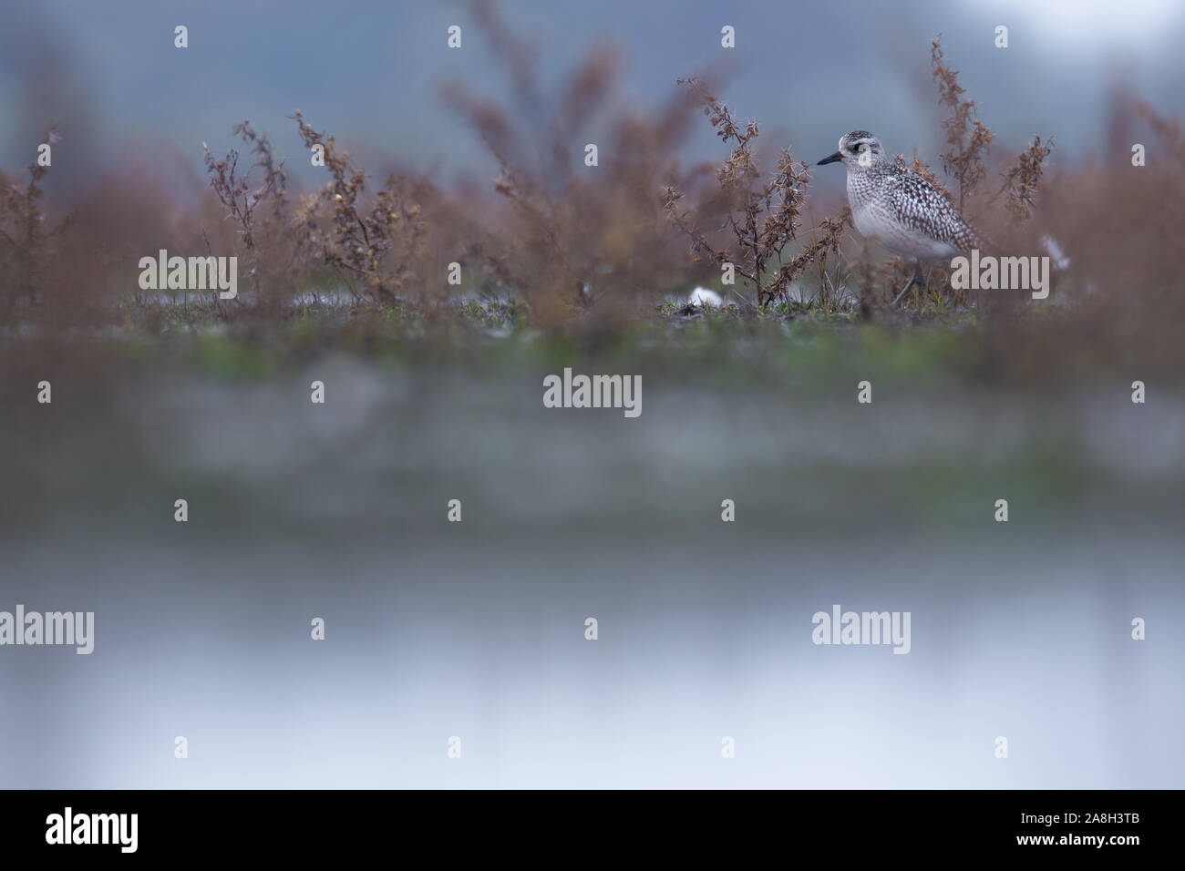 Grey plover or Black-bellied plover (Pluvialis squatarola), a habitat ...