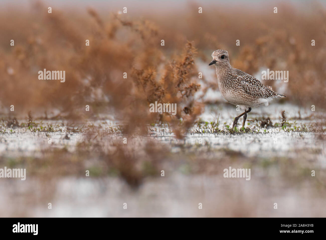 Grey plover or Black-bellied plover (Pluvialis squatarola), a habitat ...