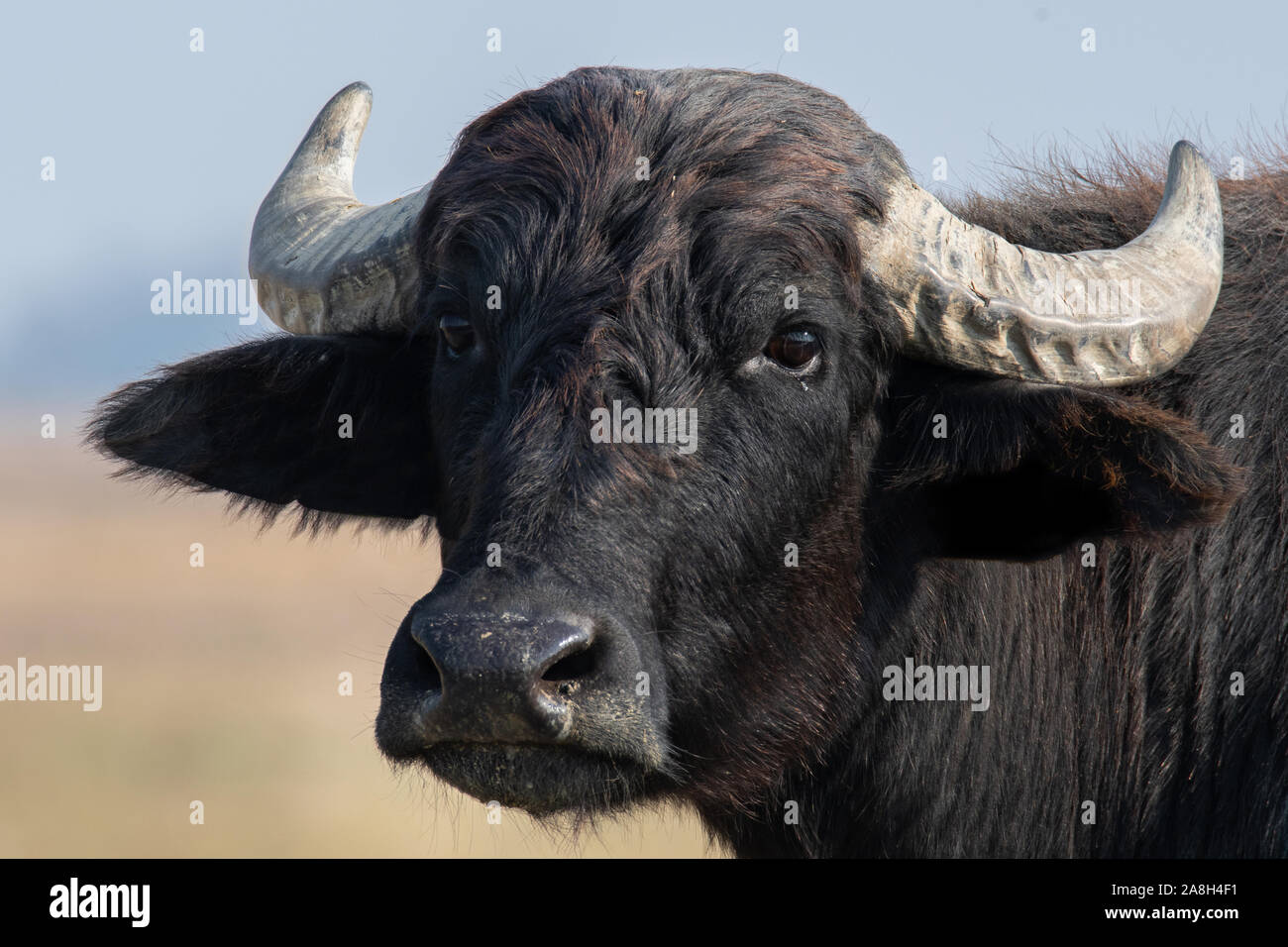 Water buffalo (Bubalus bubalis), a portrait of a beautiful mammal from ...