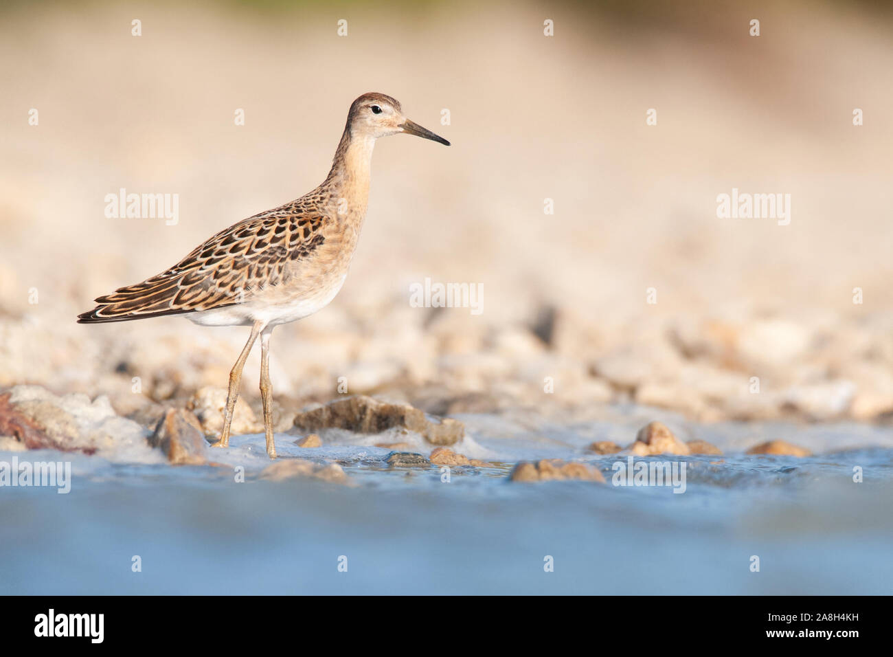 Ruff yellow hi-res stock photography and images - Alamy