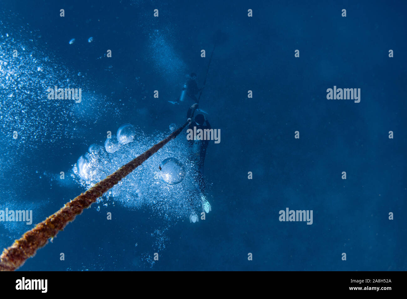 scuba divers while diving in deep blue sea holding a rope Stock Photo ...