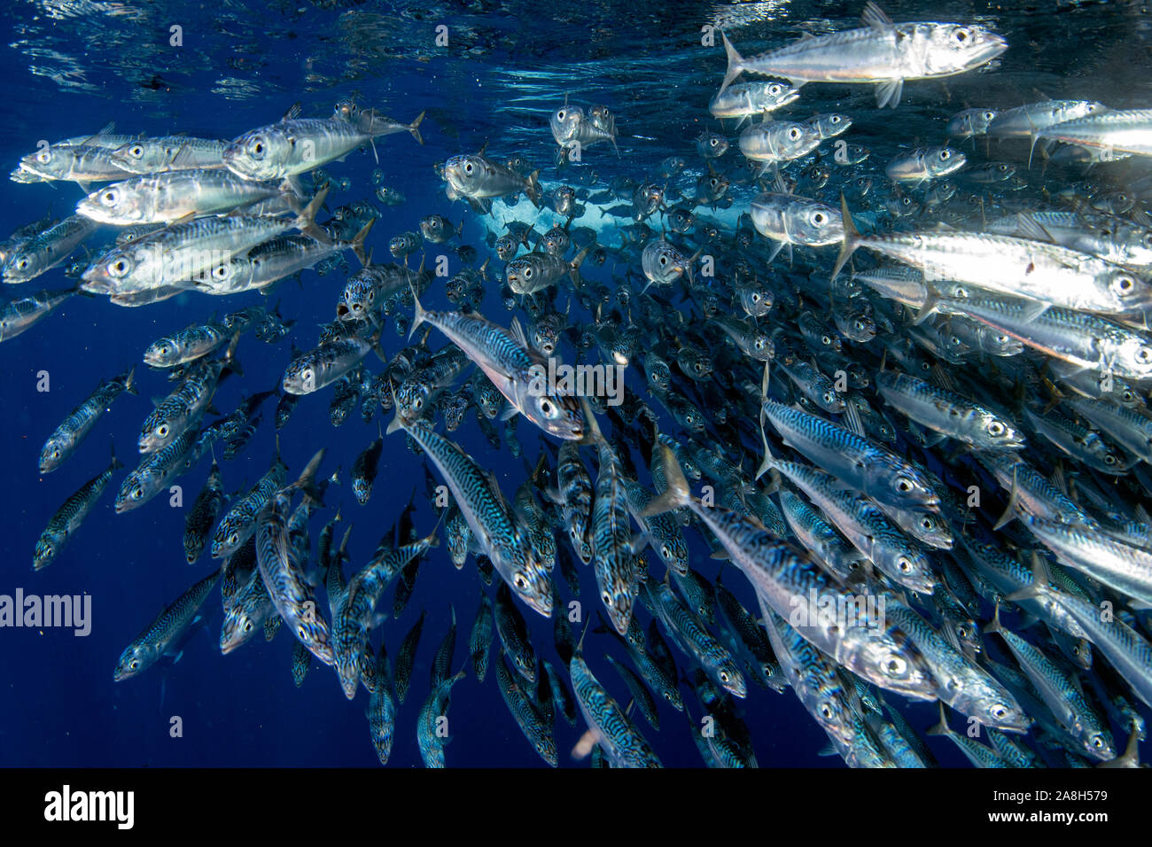 Striped marlin hunting in sardine run bait ball in pacific ocean blue ...