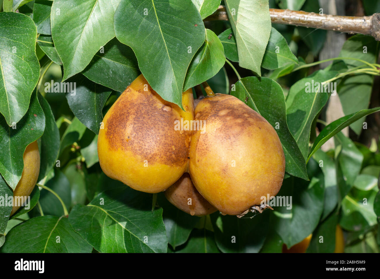 Sick pear tree in garden. Rotten yellow pear fruit close-up macro Stock ...