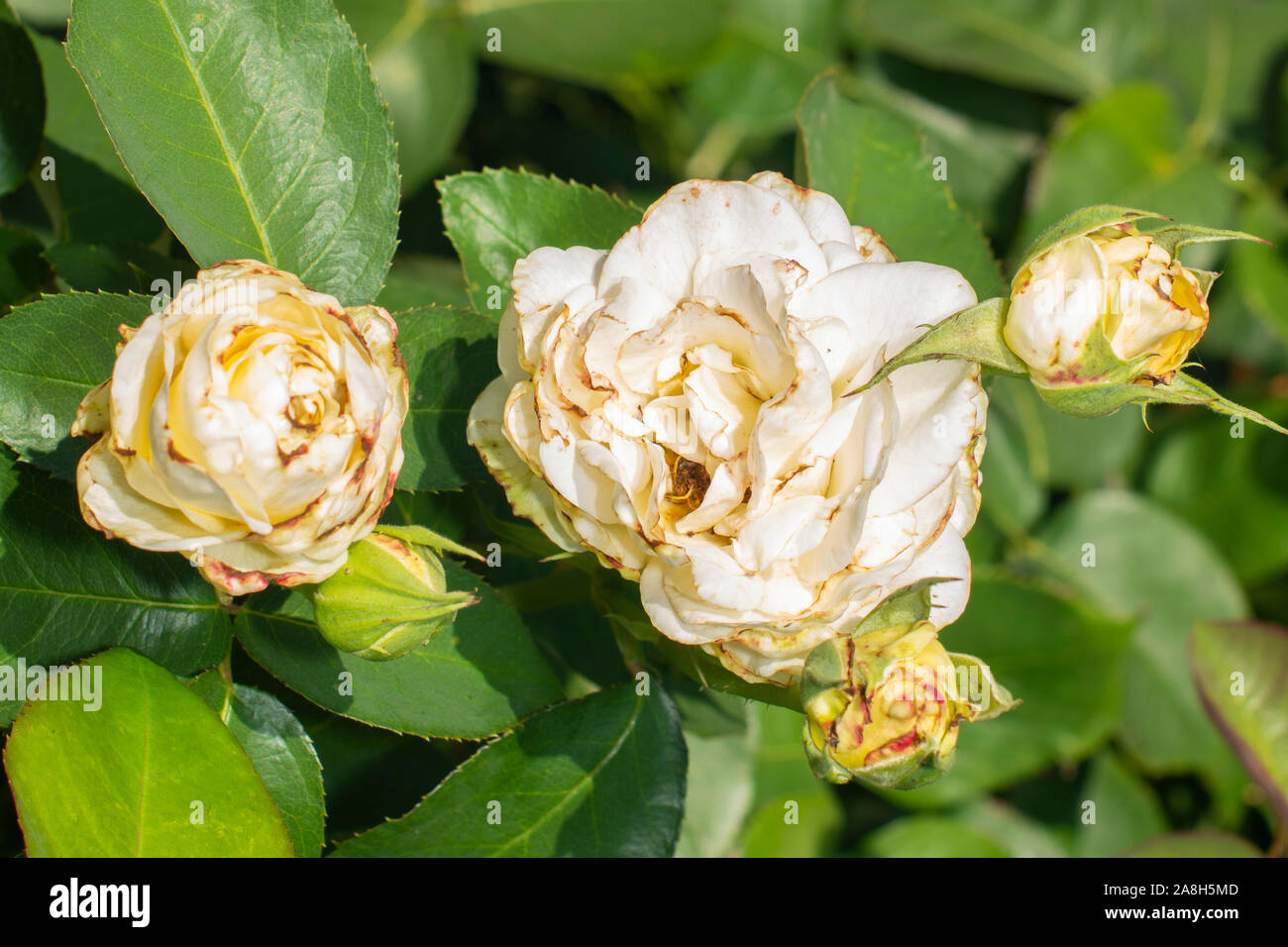 The sick rose hi-res stock photography and images - Alamy