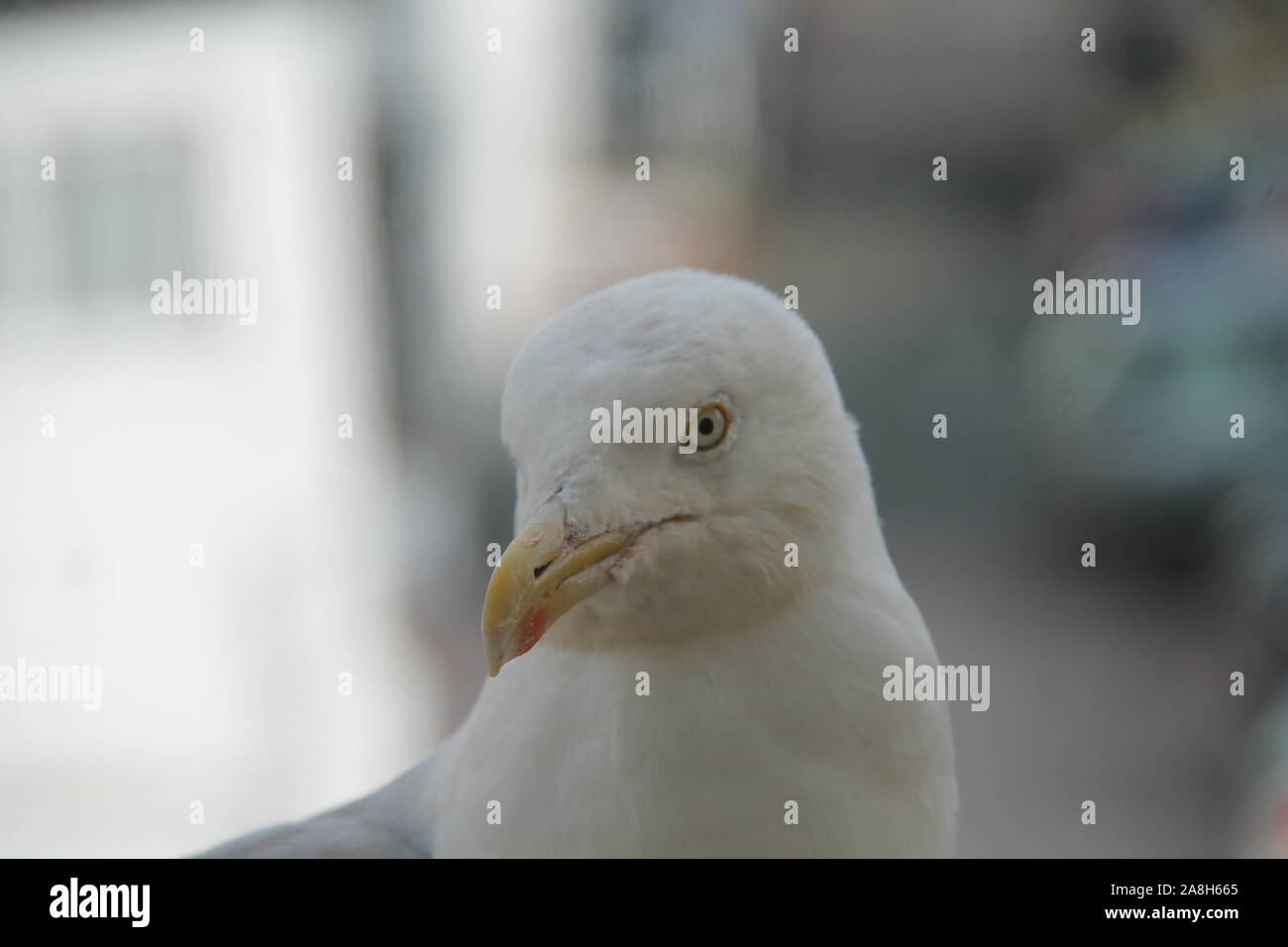 The Head of a Friendly Seagull Bird Stock Photo - Alamy