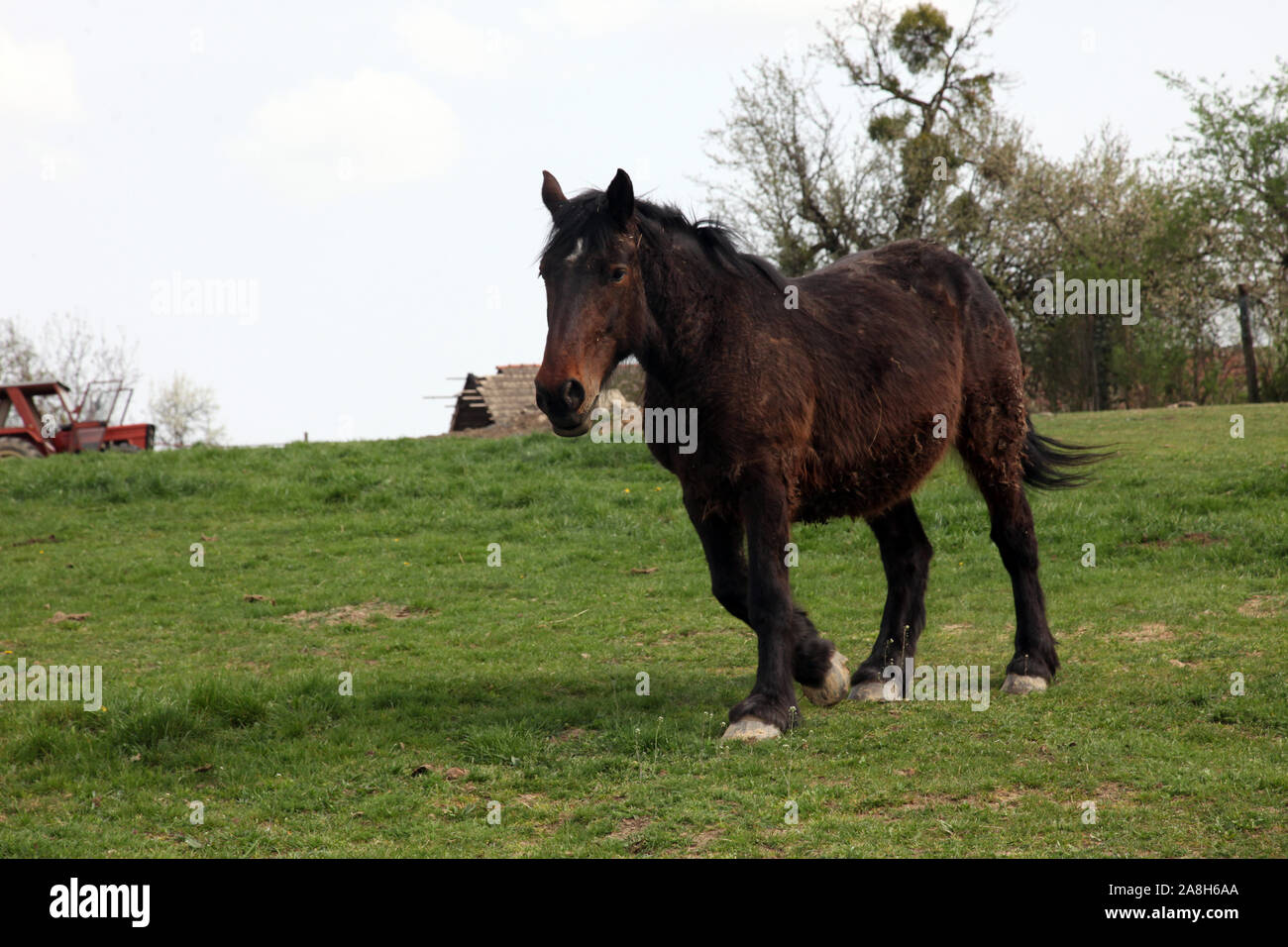 Steed grazing hi-res stock photography and images - Alamy