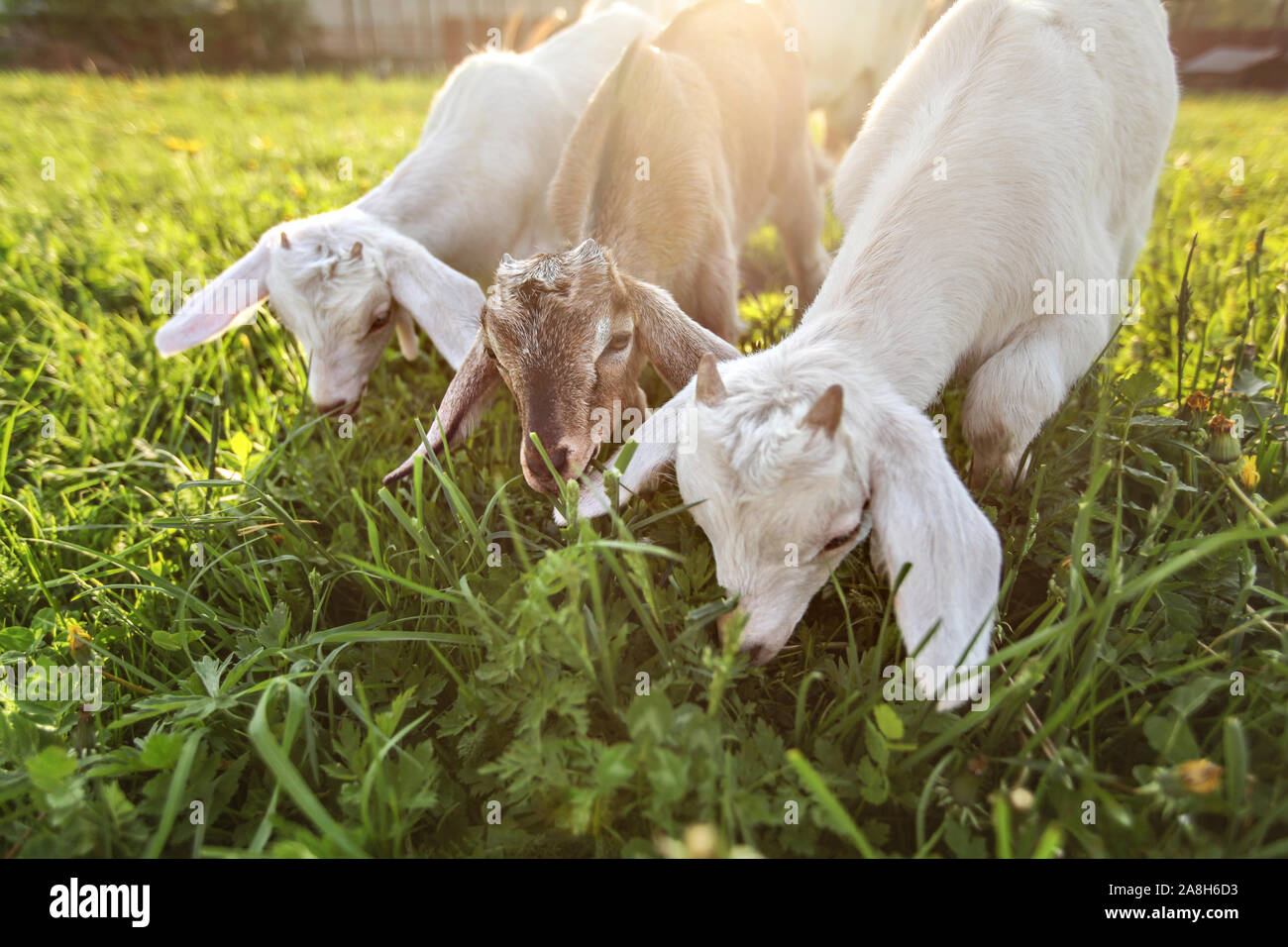 Three goat kids grazing on meadow, wide angle close photo with ...