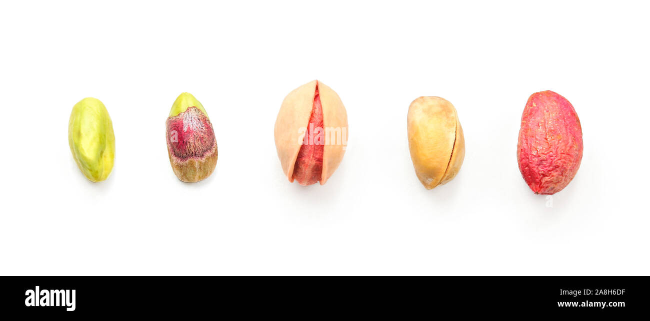 Tabletop photo - various stages of pistachio from green peeled fruit to ...