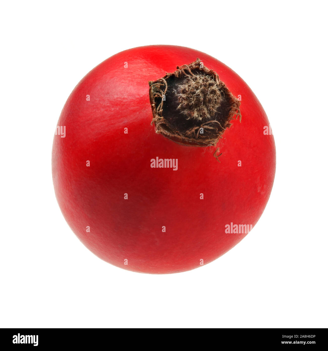 Rosehip ( rosa canina fruit ) isolated on white background Stock Photo ...