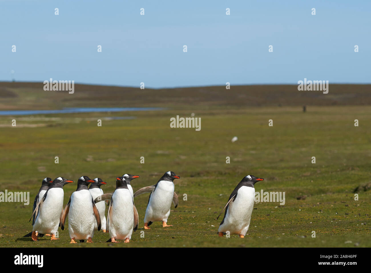 Gentoo Penguins (Pygoscelis papua) returning to the colony across sheep ...
