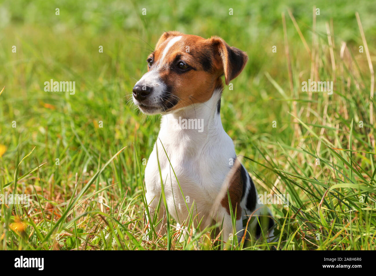 Small Jack Russell terrier puppy sitting in low grass, sun shining on ...