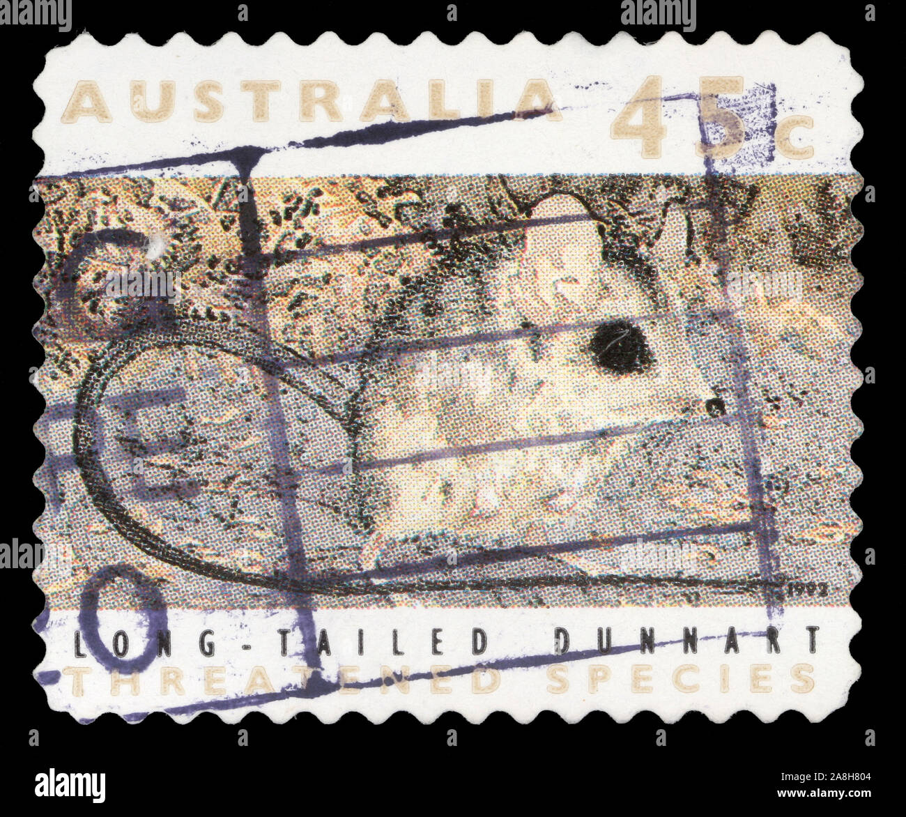 Sminthopsis longicaudata hi-res stock photography and images - Alamy