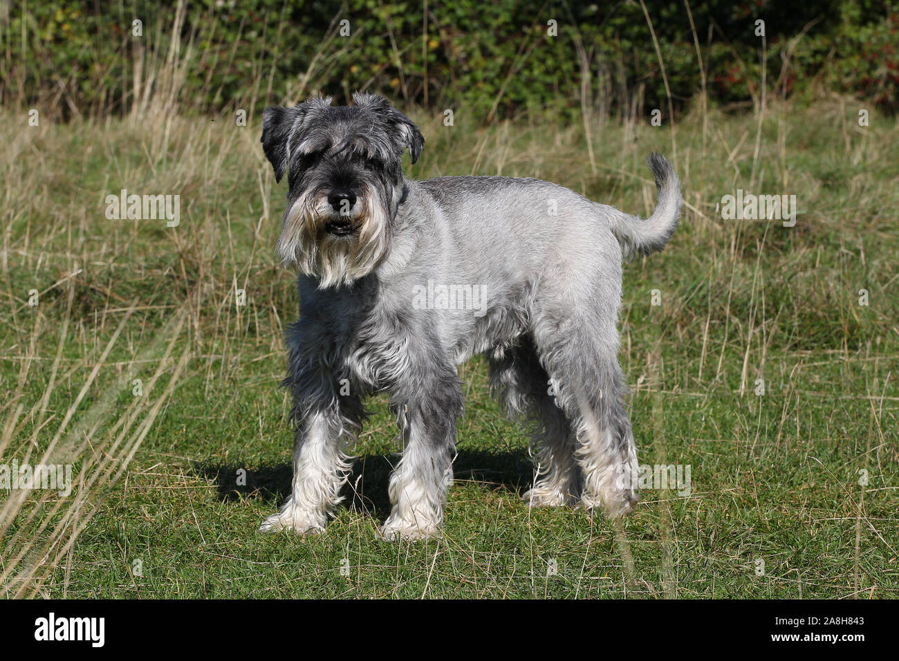 Side profile schnauzer hi-res stock photography and images - Alamy