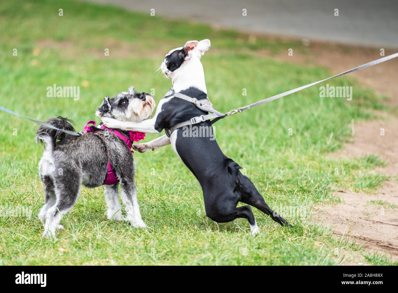 Dogs on lead playing together Stock Photo - Alamy