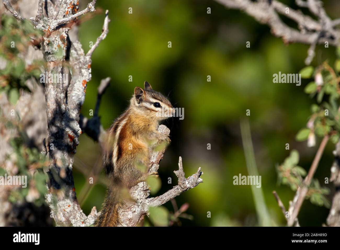 Chipmunk adult hi-res stock photography and images - Alamy