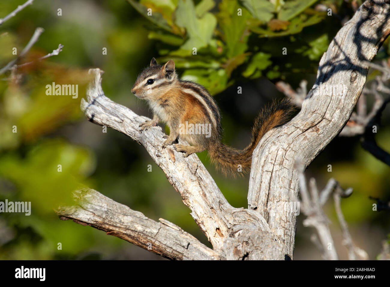 Visit to colorado hi-res stock photography and images - Alamy