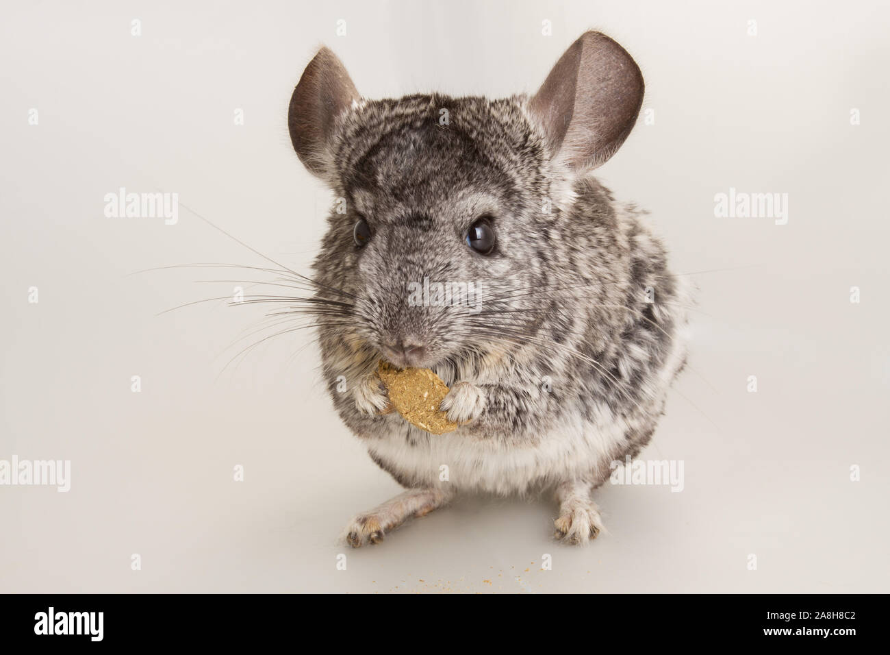 Rodent domestic hi-res stock photography and images - Alamy