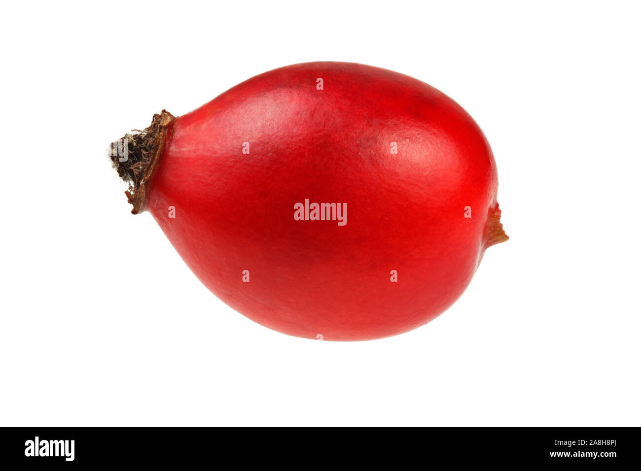 Single rosehip (Rosa canina fruit) isolated on white background Stock ...