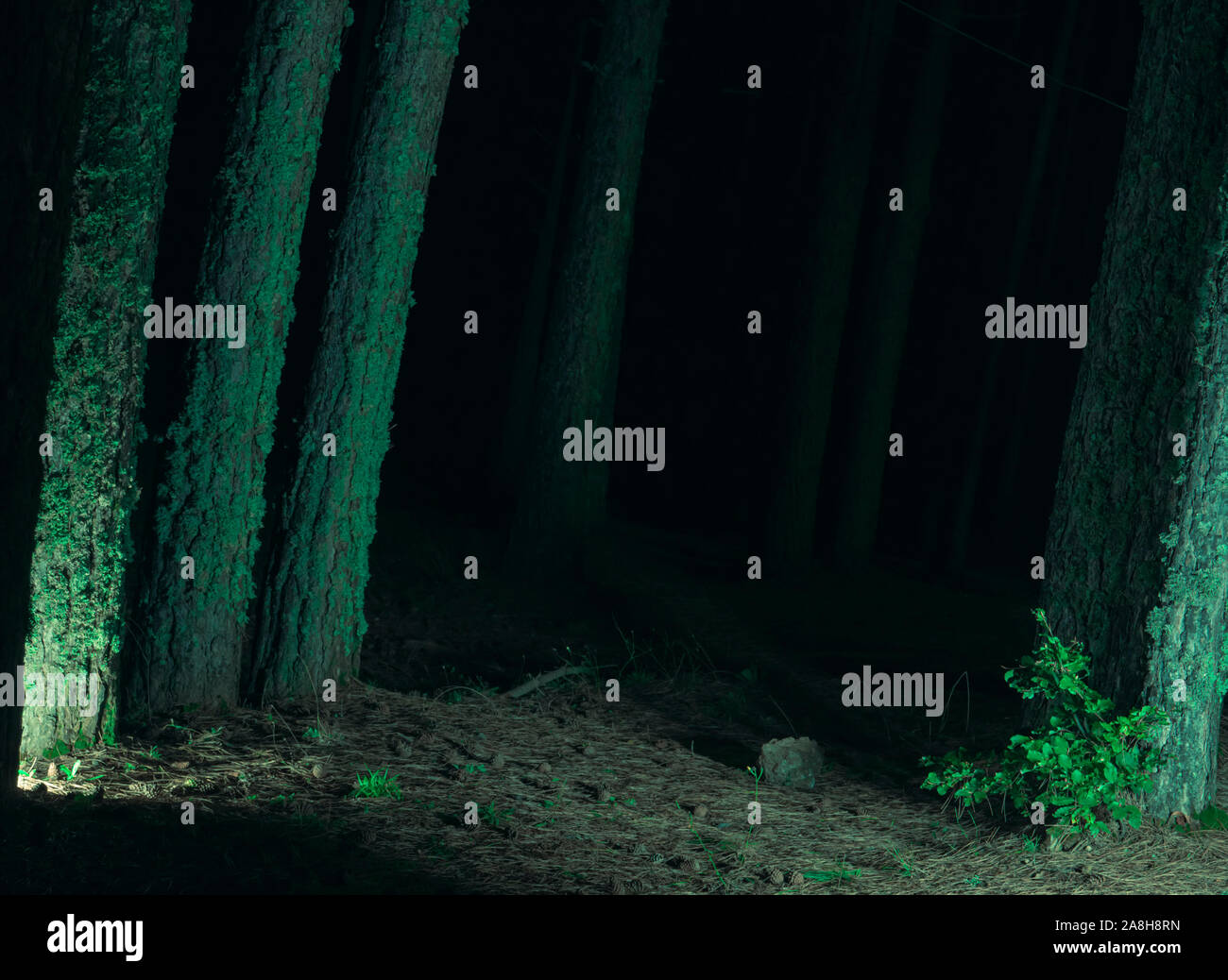 Pathway Through A Dark Forest Stock Photo - Alamy